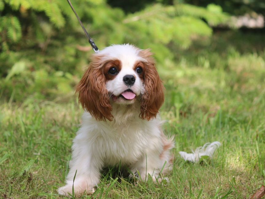 Кавалер Кинг Чарльз Спаниель Юпитер- 8 мес