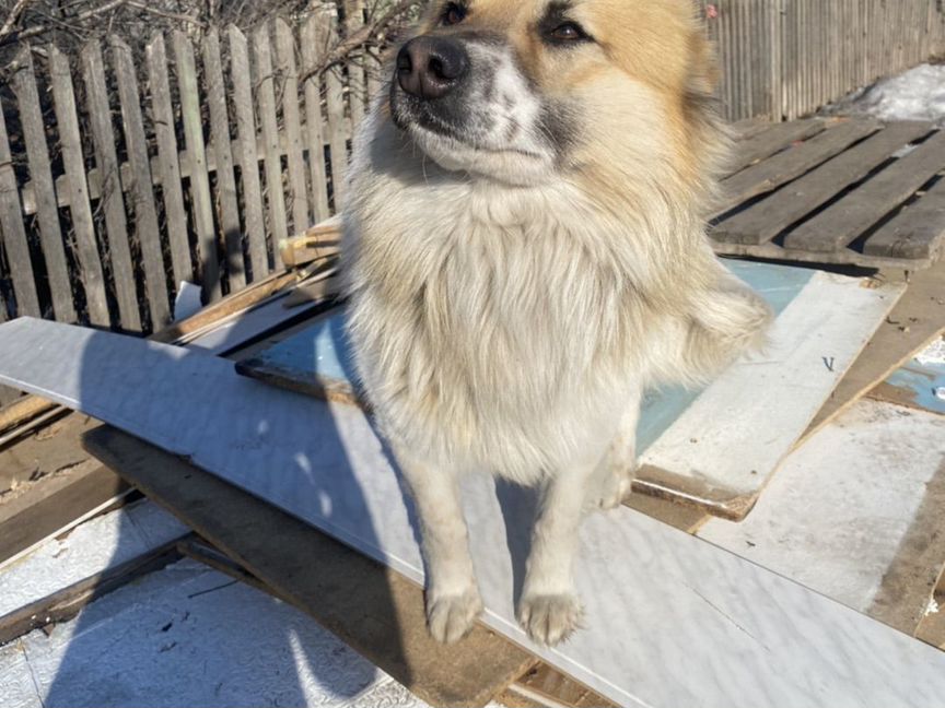 Собака