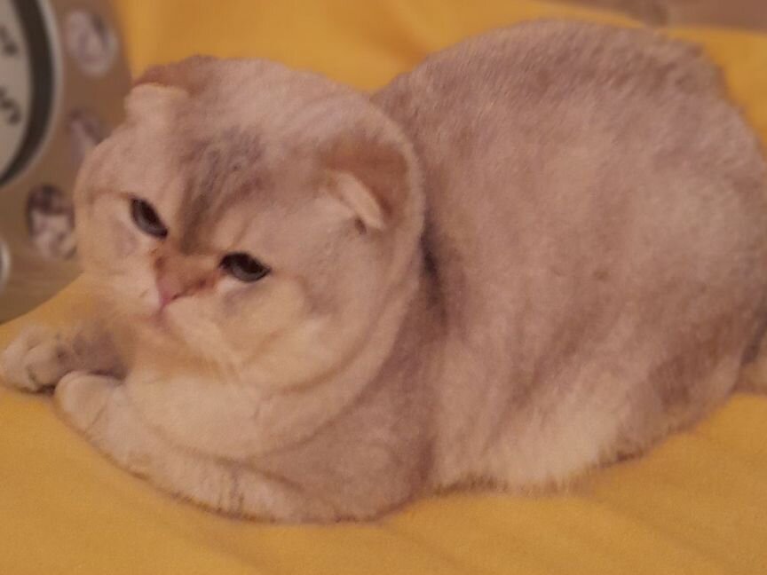 Шотландская золотая шиншилла