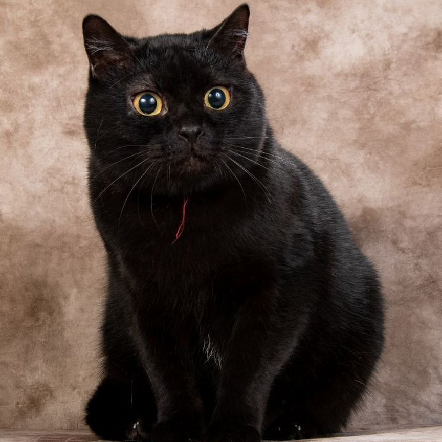 Шотландская прямоухая короткошёрстная, взрослая кошка