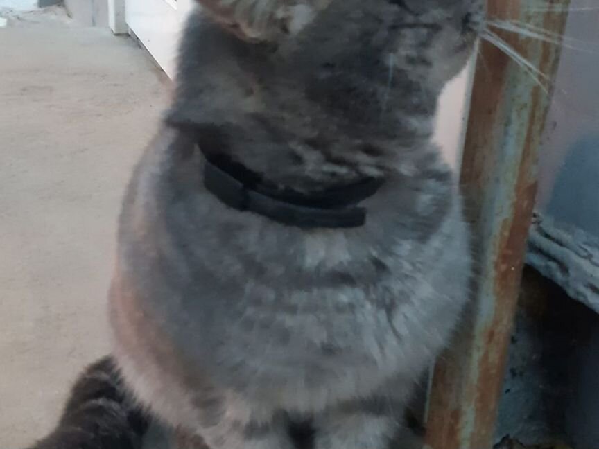 Молоденький котик потеряшка ищет дом