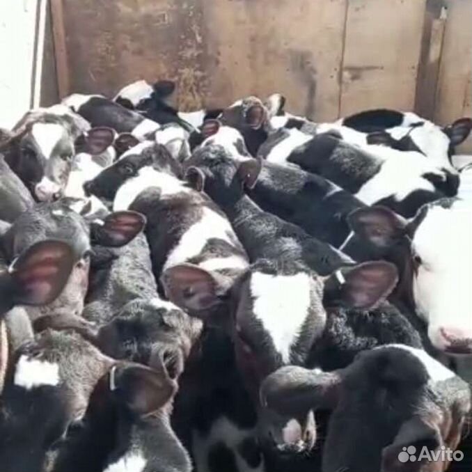 Бычки и тёлочки