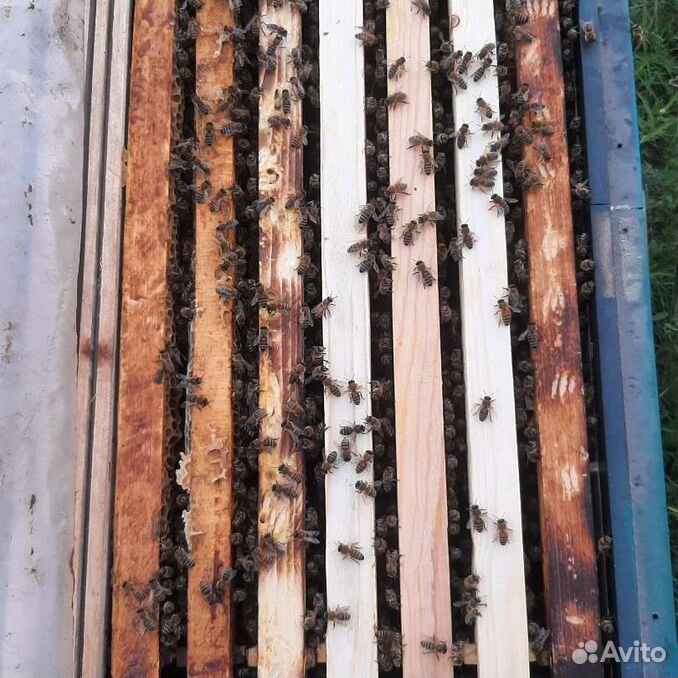 Матки бакфаст неплодные