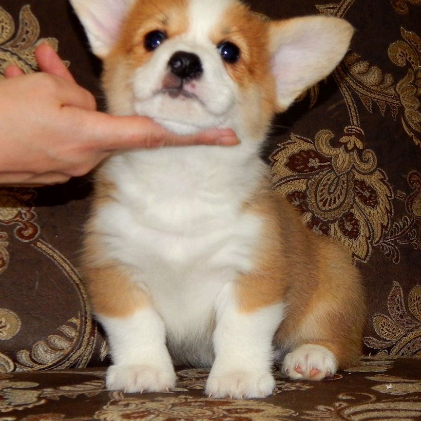 Вельш-корги пемброк щенки