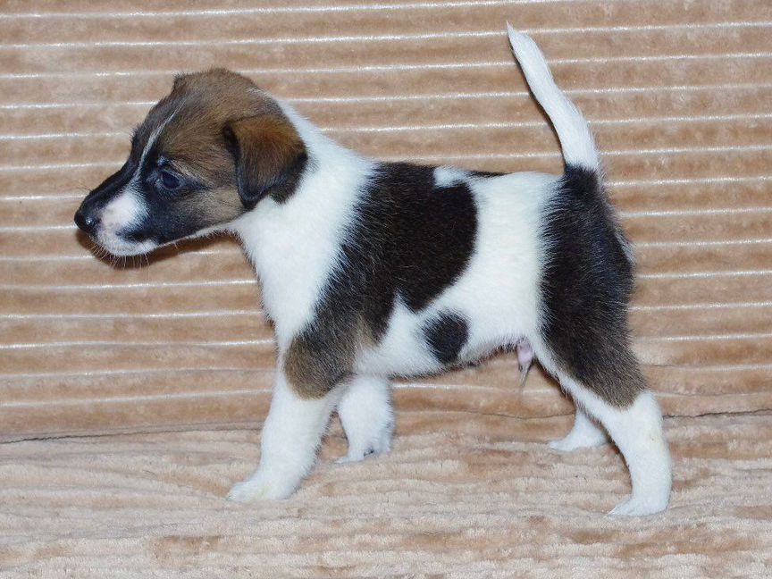 3 кобелька гладкошерстного фокстерьера