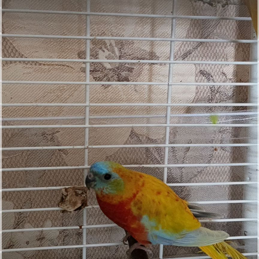 Попугай лазурный