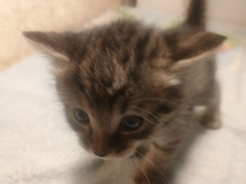 Котеночек для добрых людей)