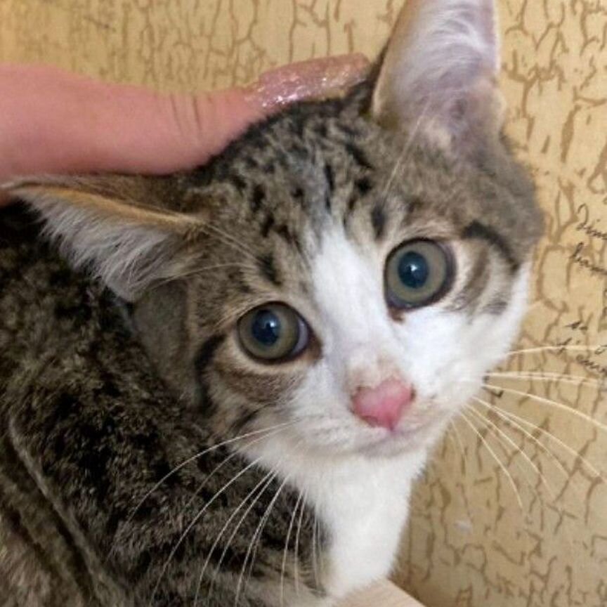 Котенок-мальчик ищет доброе сердце., 3 месяца