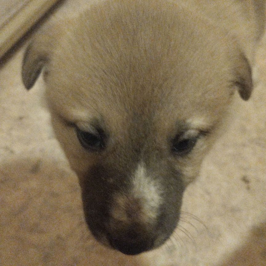 Рыжий щенок 1 мес