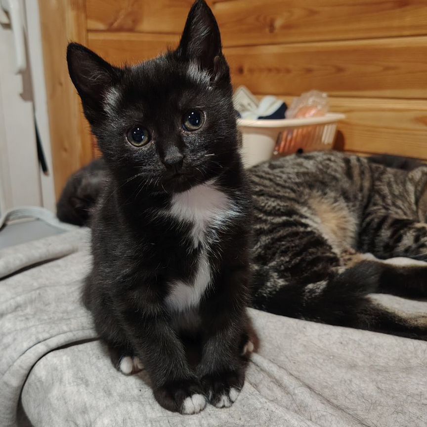 Котёнок в добрые руки