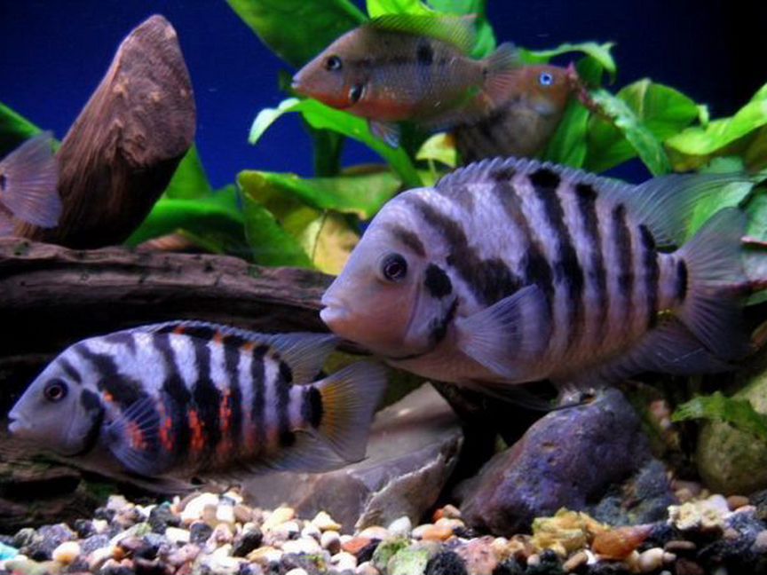 Аквариумные рыбы цихлиды