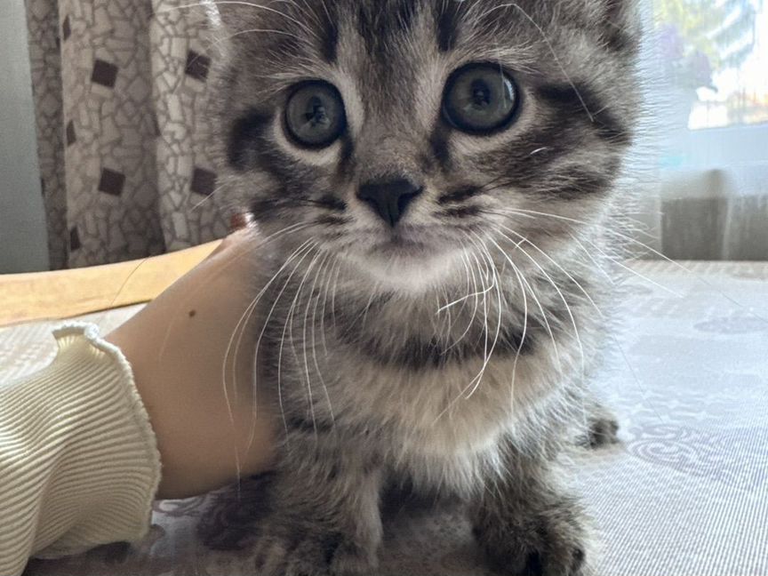 Кошка