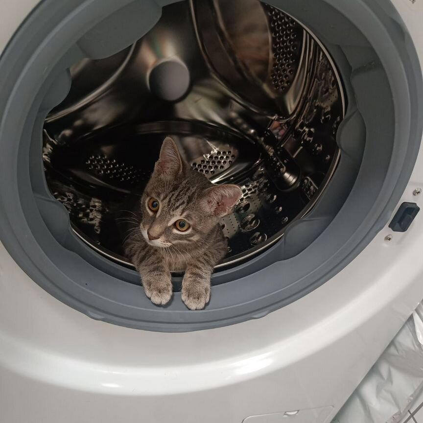 Котик в добрые руки