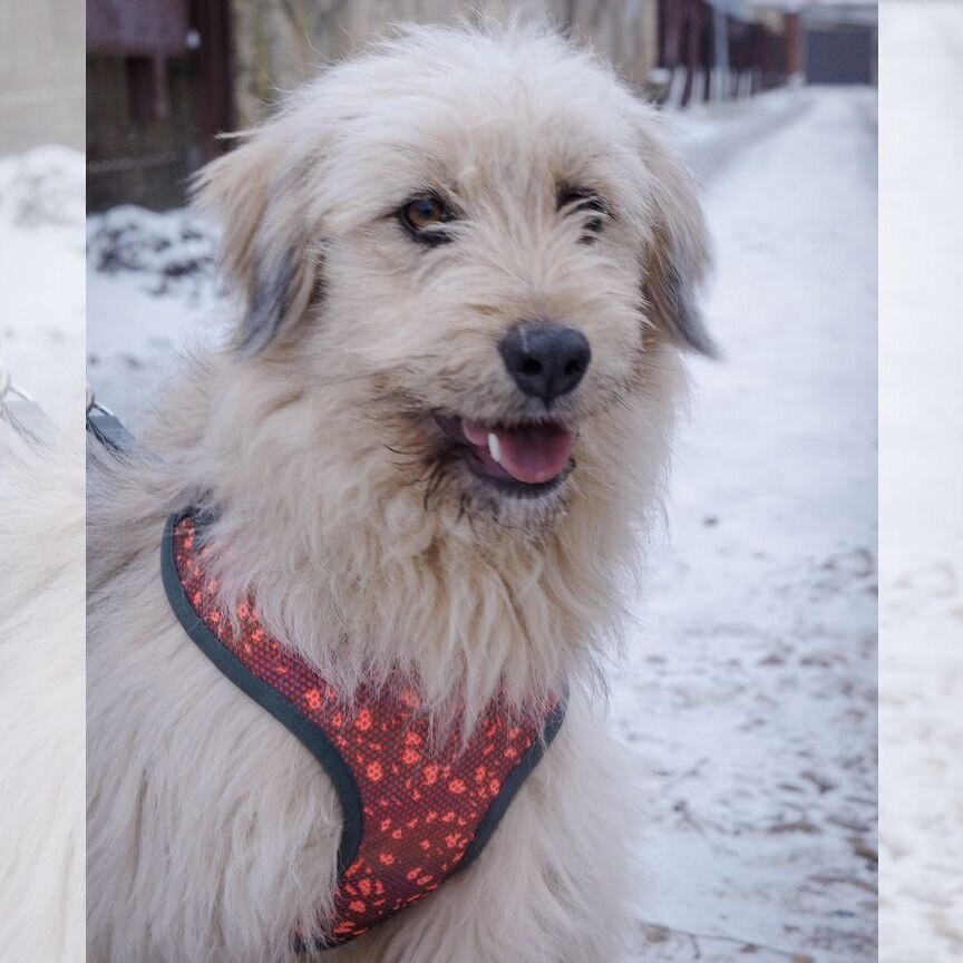 Взрослая собака в добрые руки