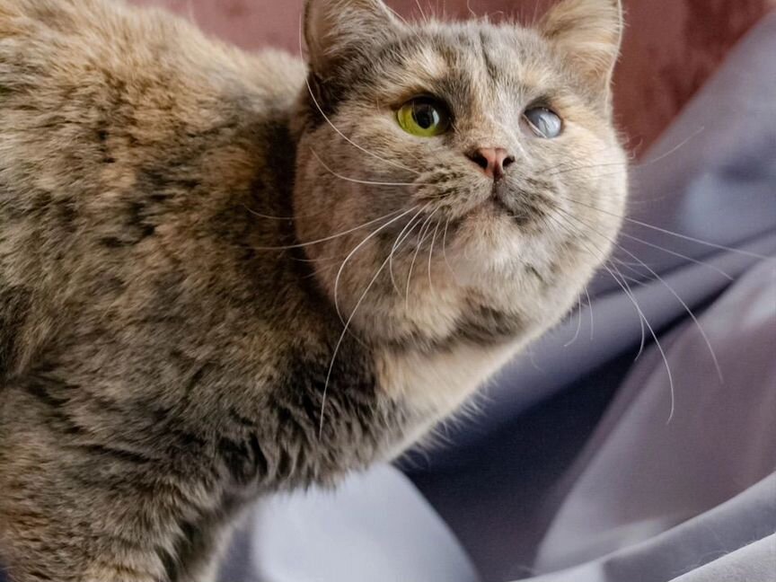 Нежная кошечка ждет своего человека