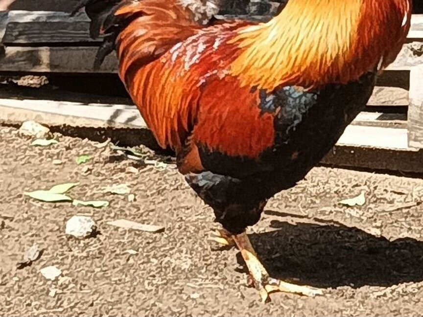 Петух кучинский