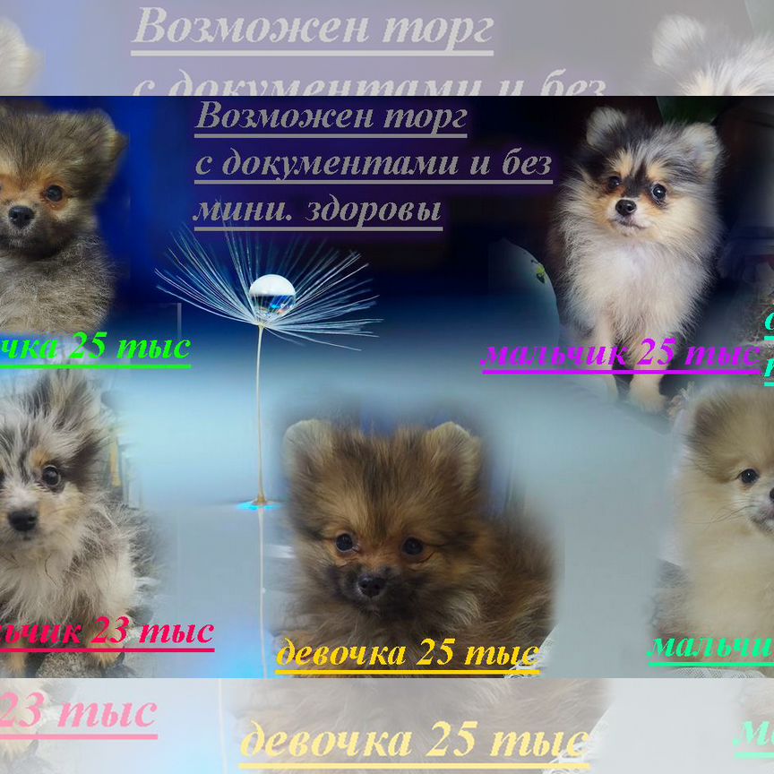 От20тыc щенки померашки шпицы мини и стандарт