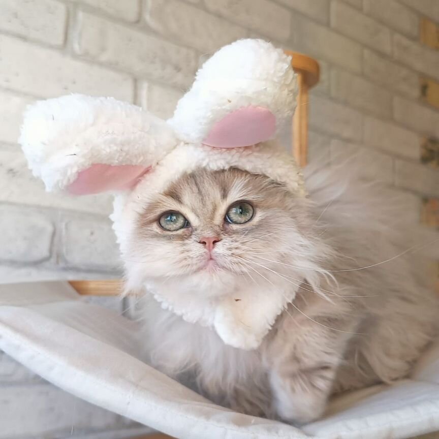 Британский котик