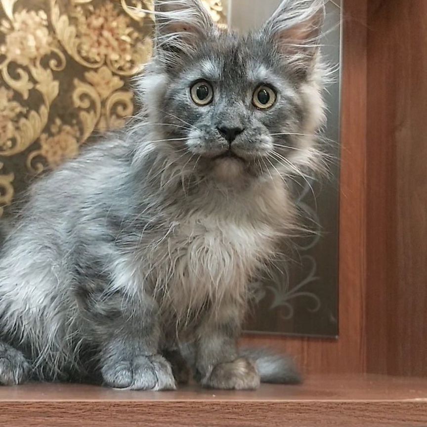 Котята мейн-кун