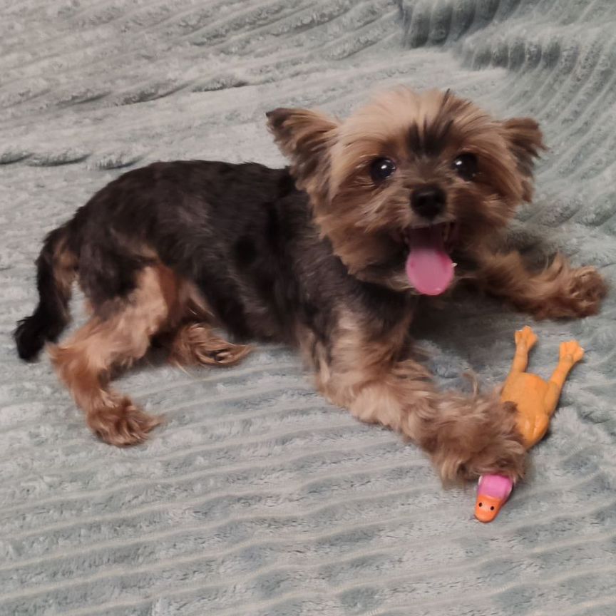 Йоркширский терьер