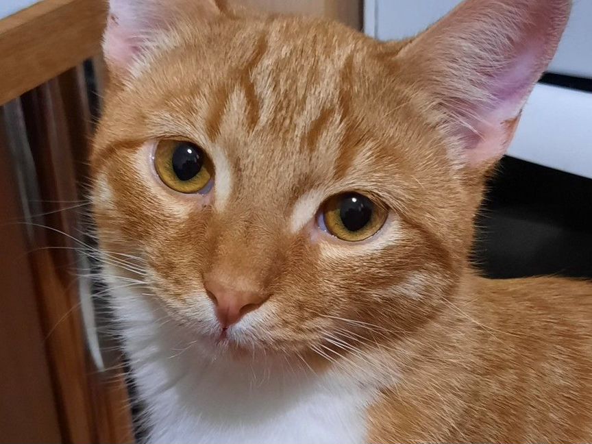 Котик Басик