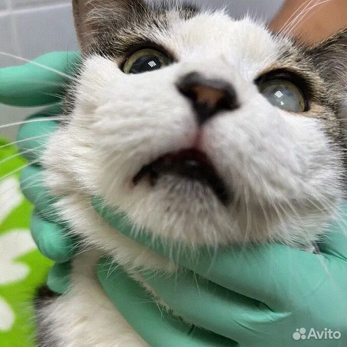 Многострадальные кошечки ищет передержку или дом