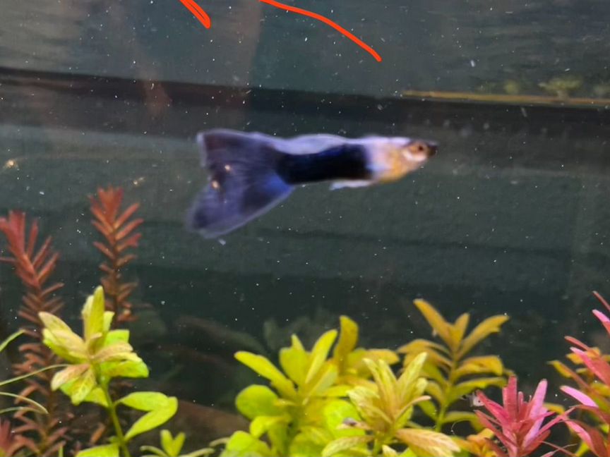 Малек гуппи синие