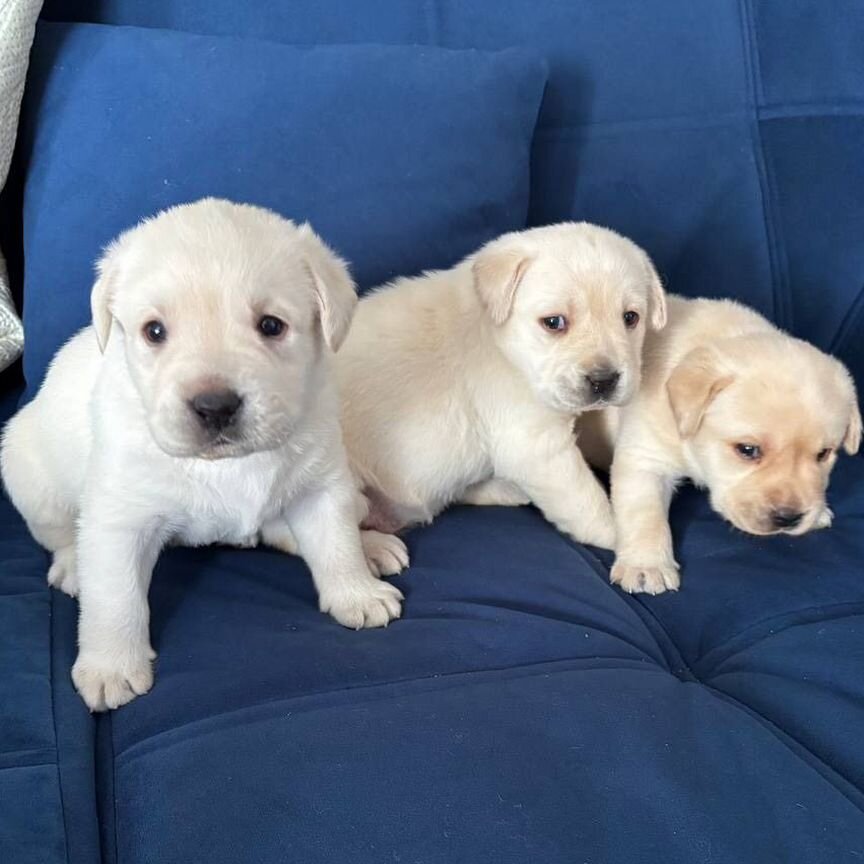 Лабрадор-ретривер, щенок