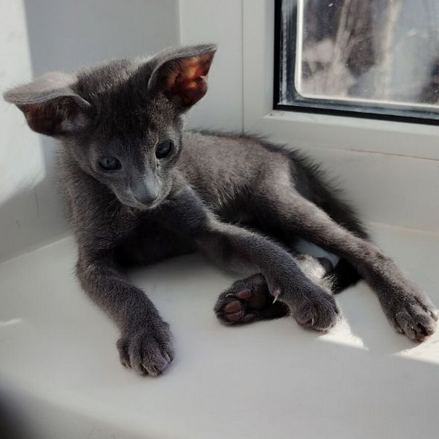 Ориентальный котёнок