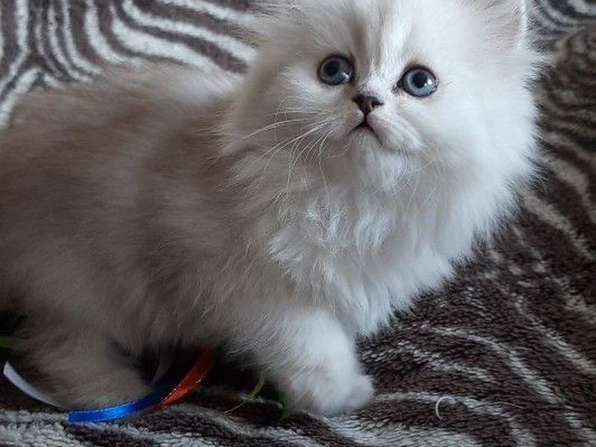 Шотландская серебристая шиншилла