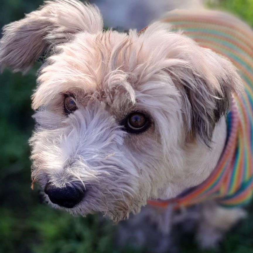 Взрослая собака в добрые руки