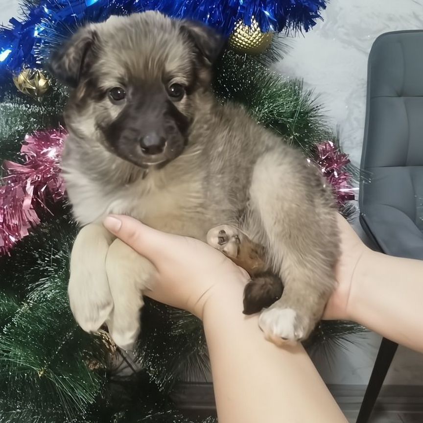 Щенок в добрые руки
