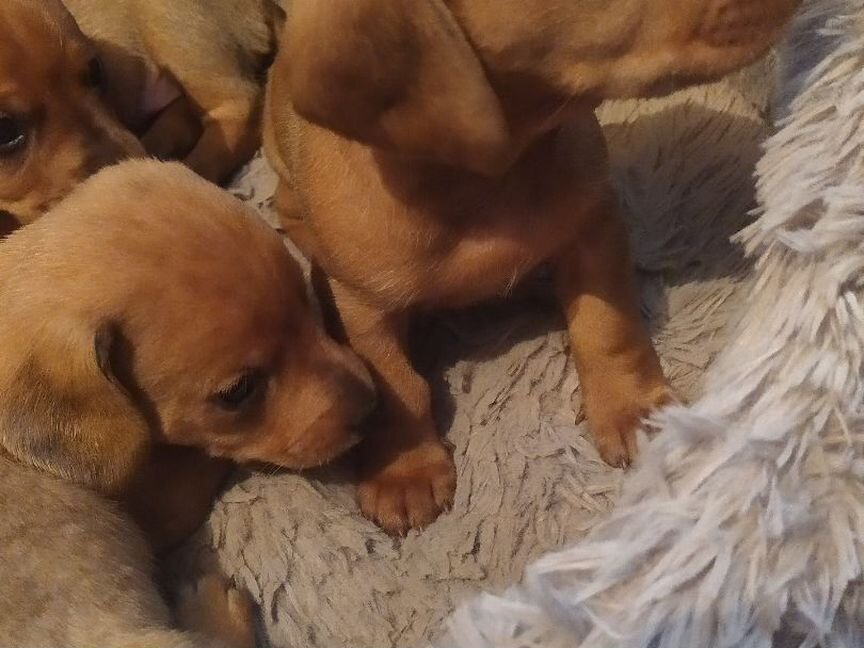 Щенки таксы