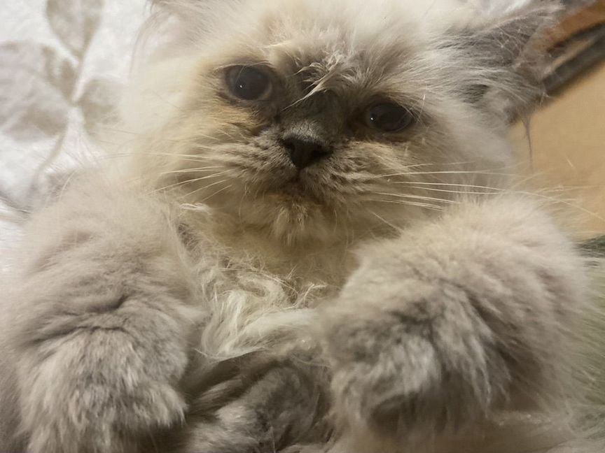 Персидский кот