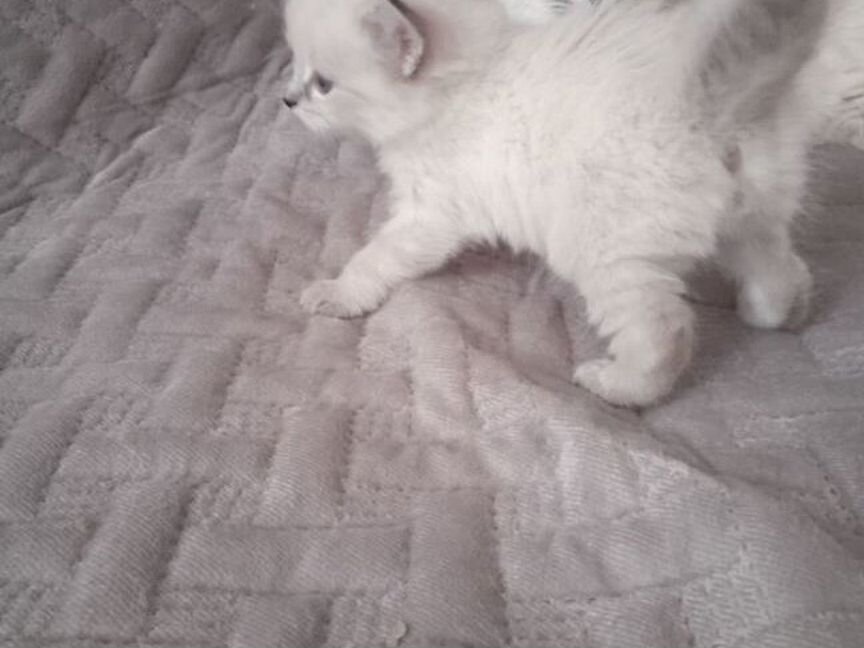 Невская маскарадная котята