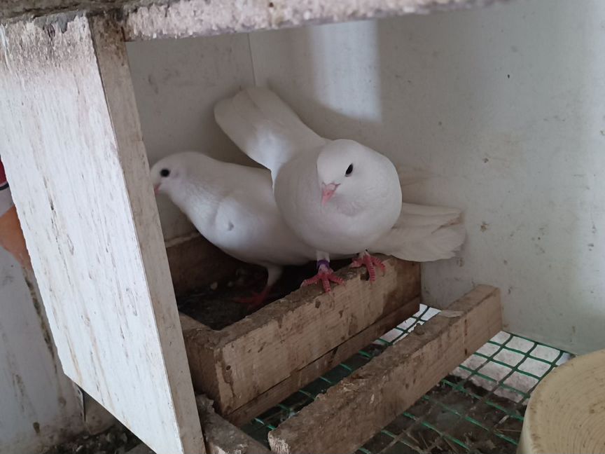 Николаевские голуби