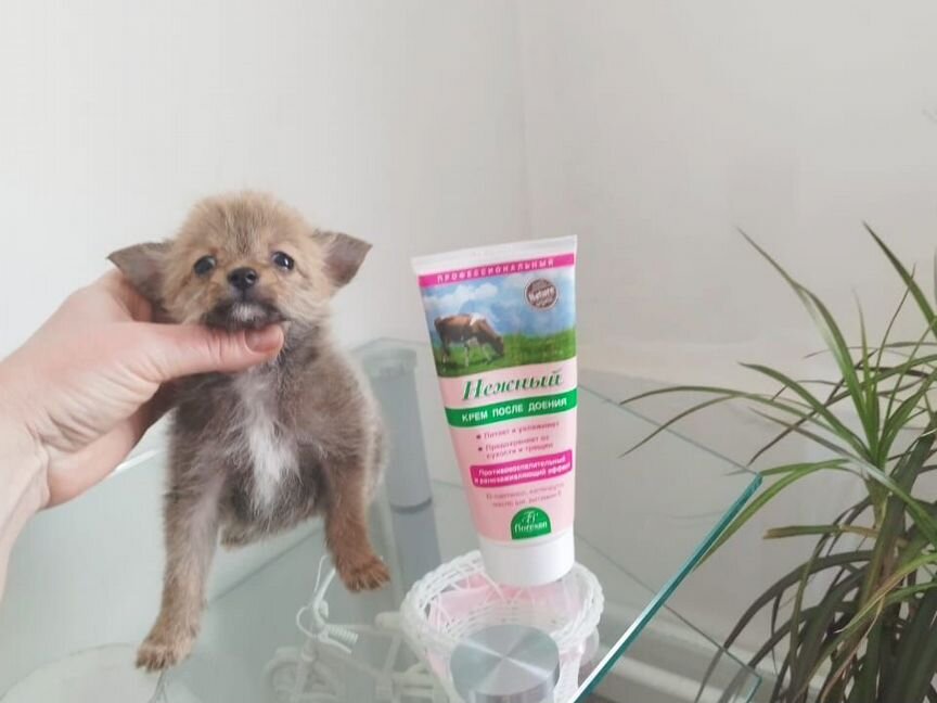 С Р О Ч Н О мини мальчик и девочка чихуахуа