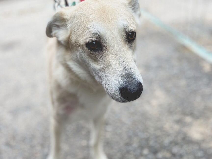 Собака Айва страдает в приюте