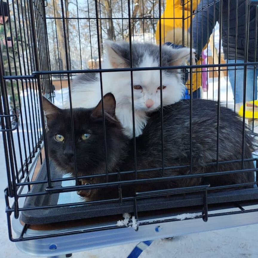 Котята