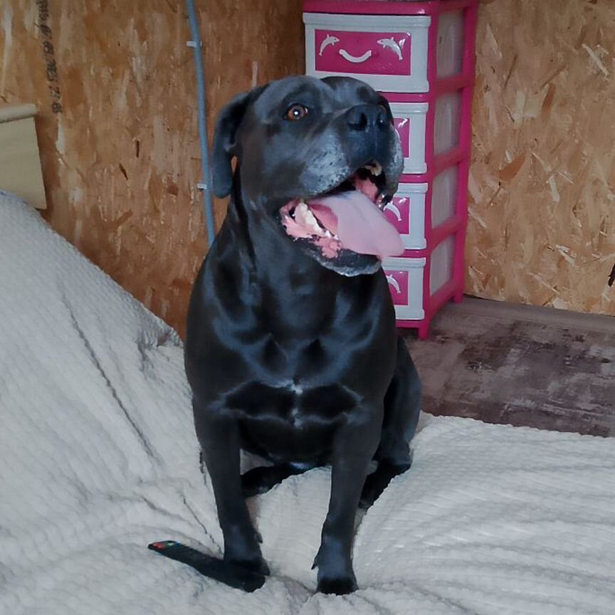 Ищем жениха Кане Корсо