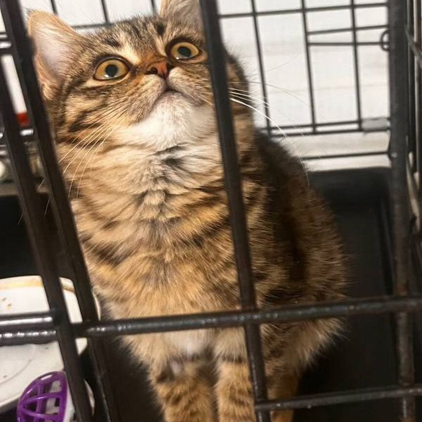 Милота 2 мес ищет дом