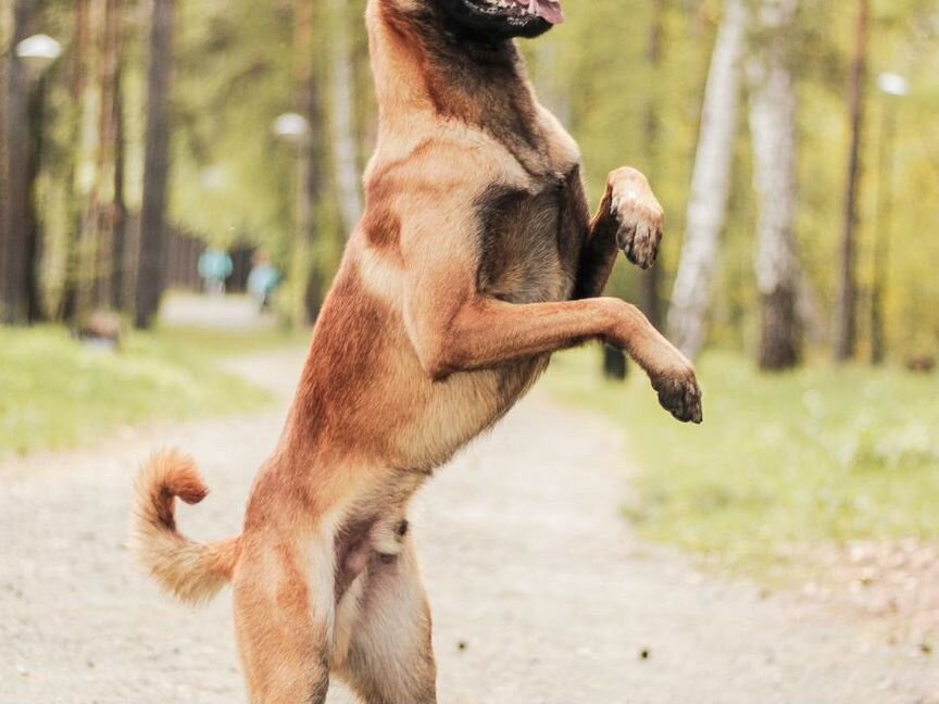 Малинуа вязка