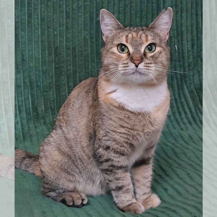 Кошечка в мягкой шикарной шубке в дар бесплатно