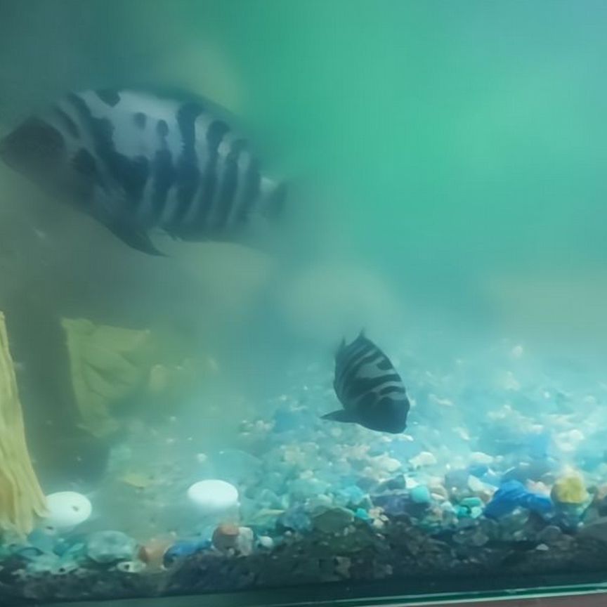 Аквариумные рыбки цихлиды