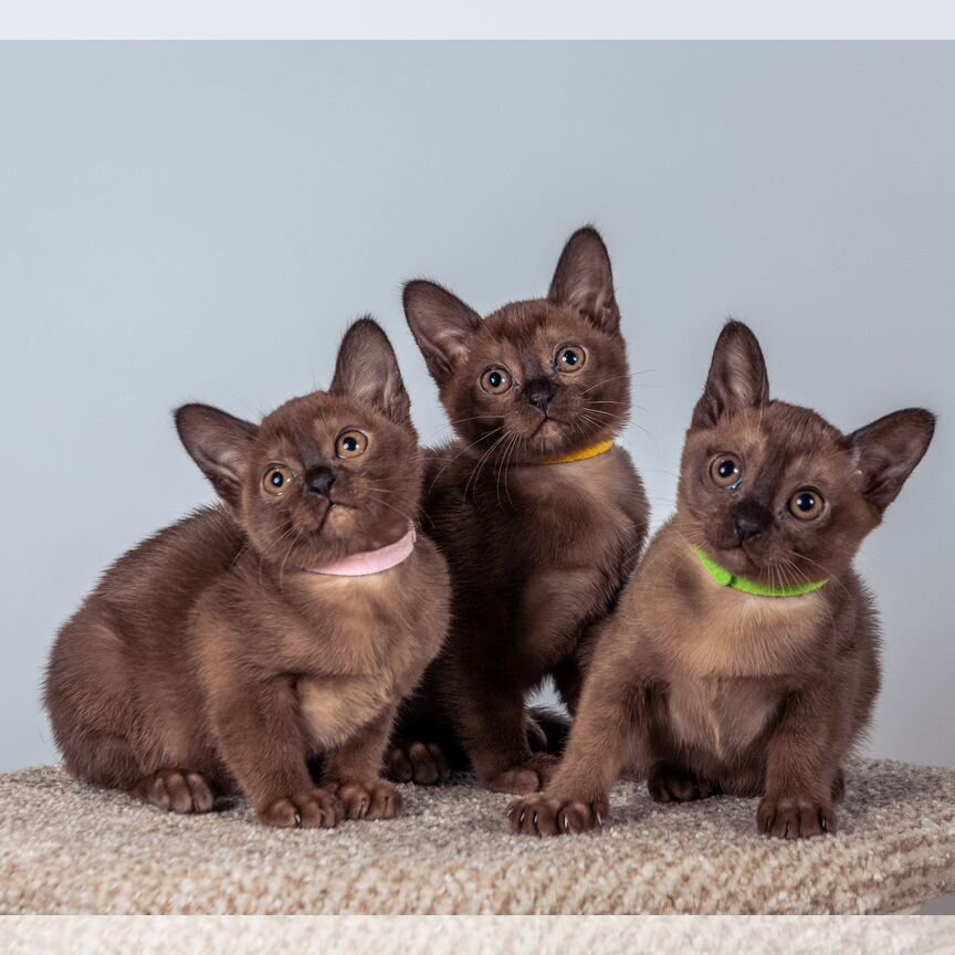 Европейский бурманский котёнок