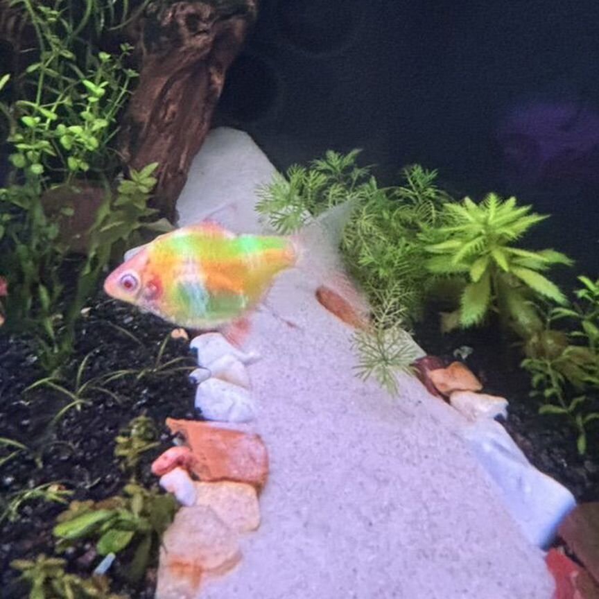 Барбус суматранский