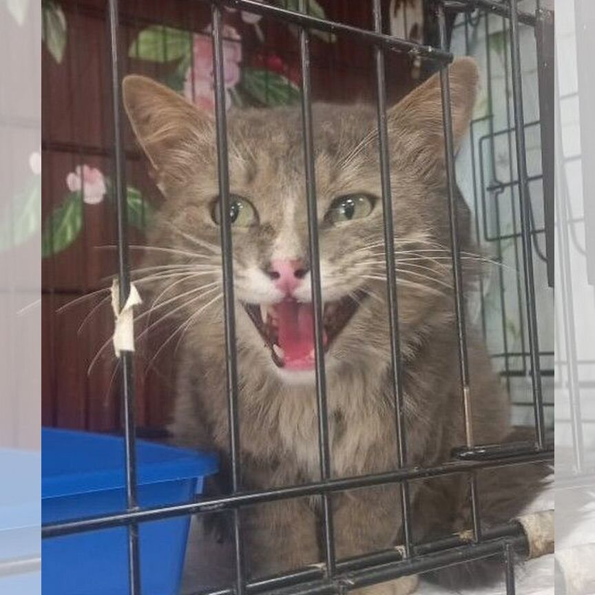 Заберите кота домой
