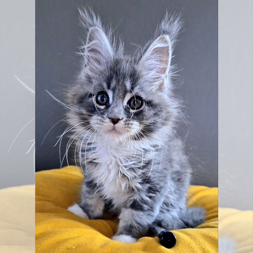 Мейн-кун котёнок