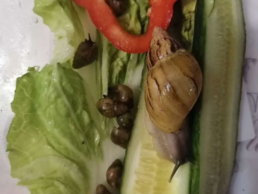 Улитки занзибар