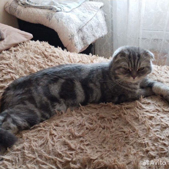 Шотландец вислоухий мальчик